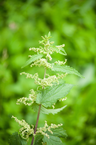 Ortiga: una planta silvestre medicinal con numerosos usos - Lam Apothecary