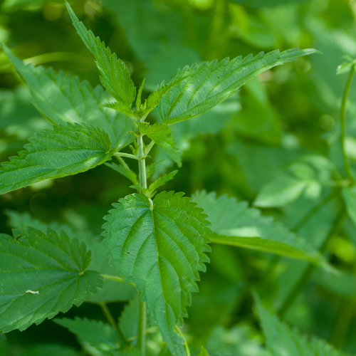 Ortiga: una planta silvestre medicinal con numerosos usos - Lam Apothecary